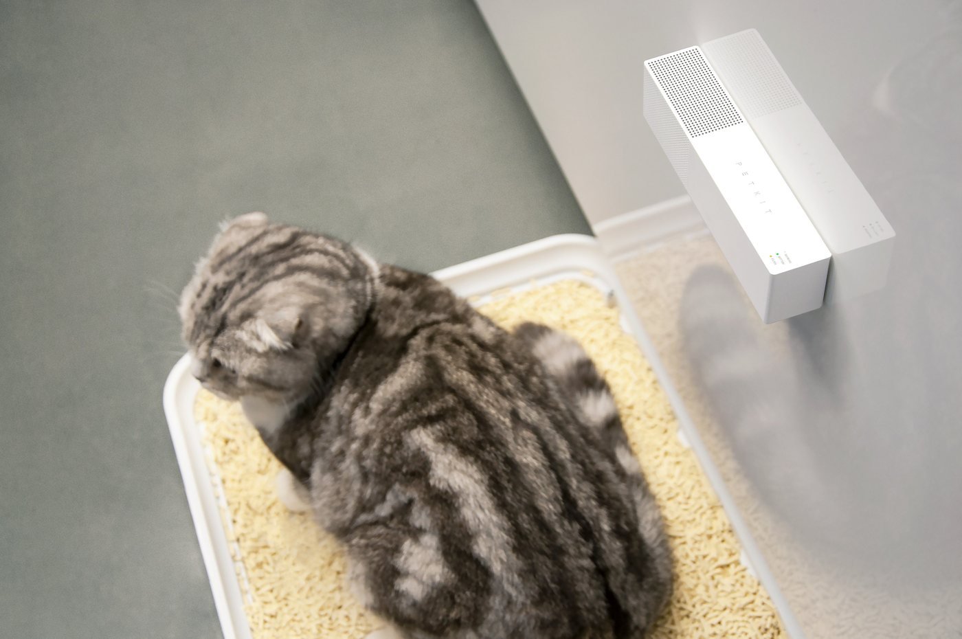 What's the Purpose of Cat Odor Eliminators | PurposeOf